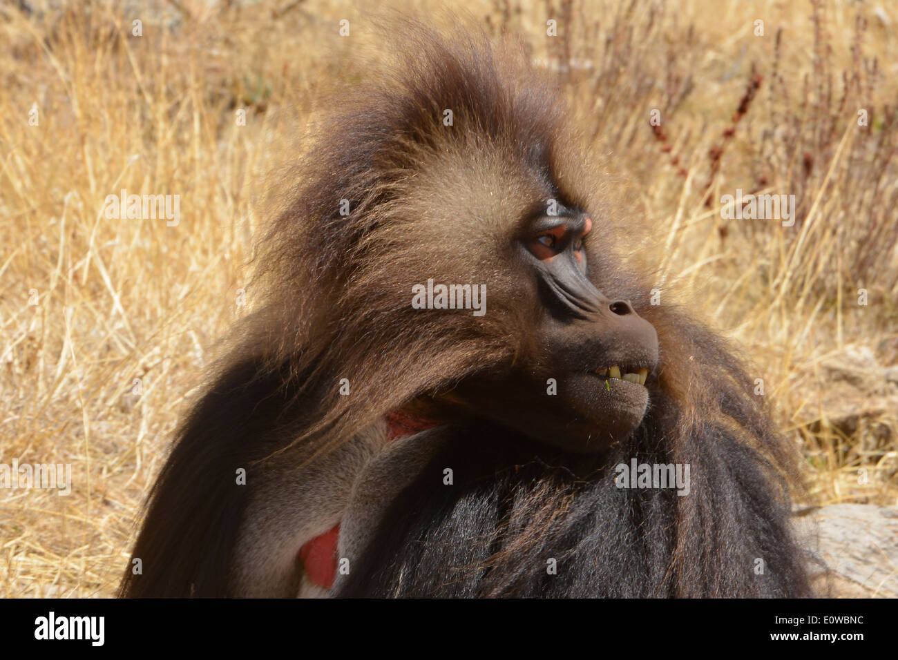 A male gelada baboon (Theropithecus gelada) in the Simien mountains of ...