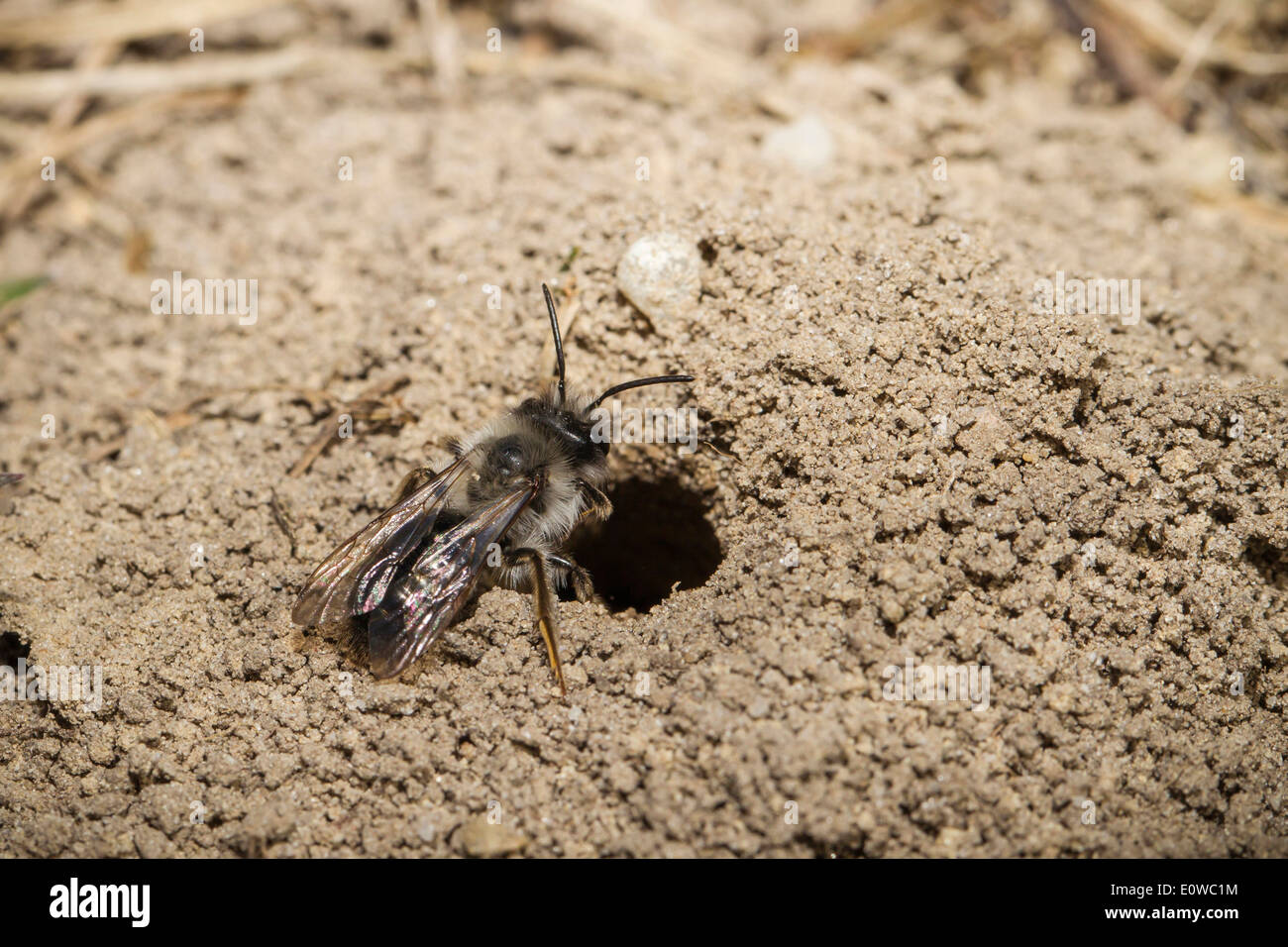 Mining Bee (Andrena vaga), female at nest burrow. Germany Stock Photo ...