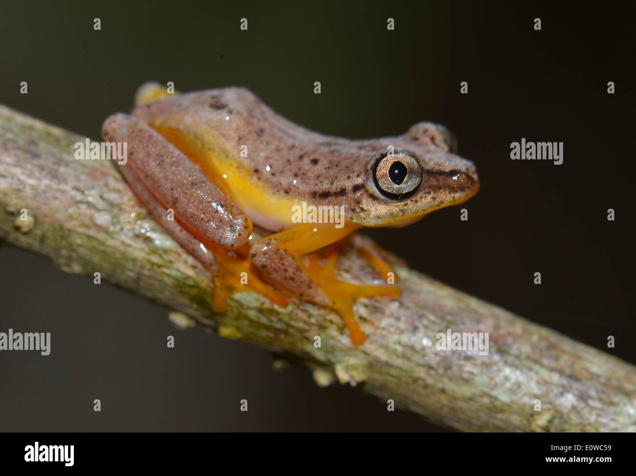 Spotted Madagascar Reed Frog (Heterixalus Punctatus), nocturnal frog ...