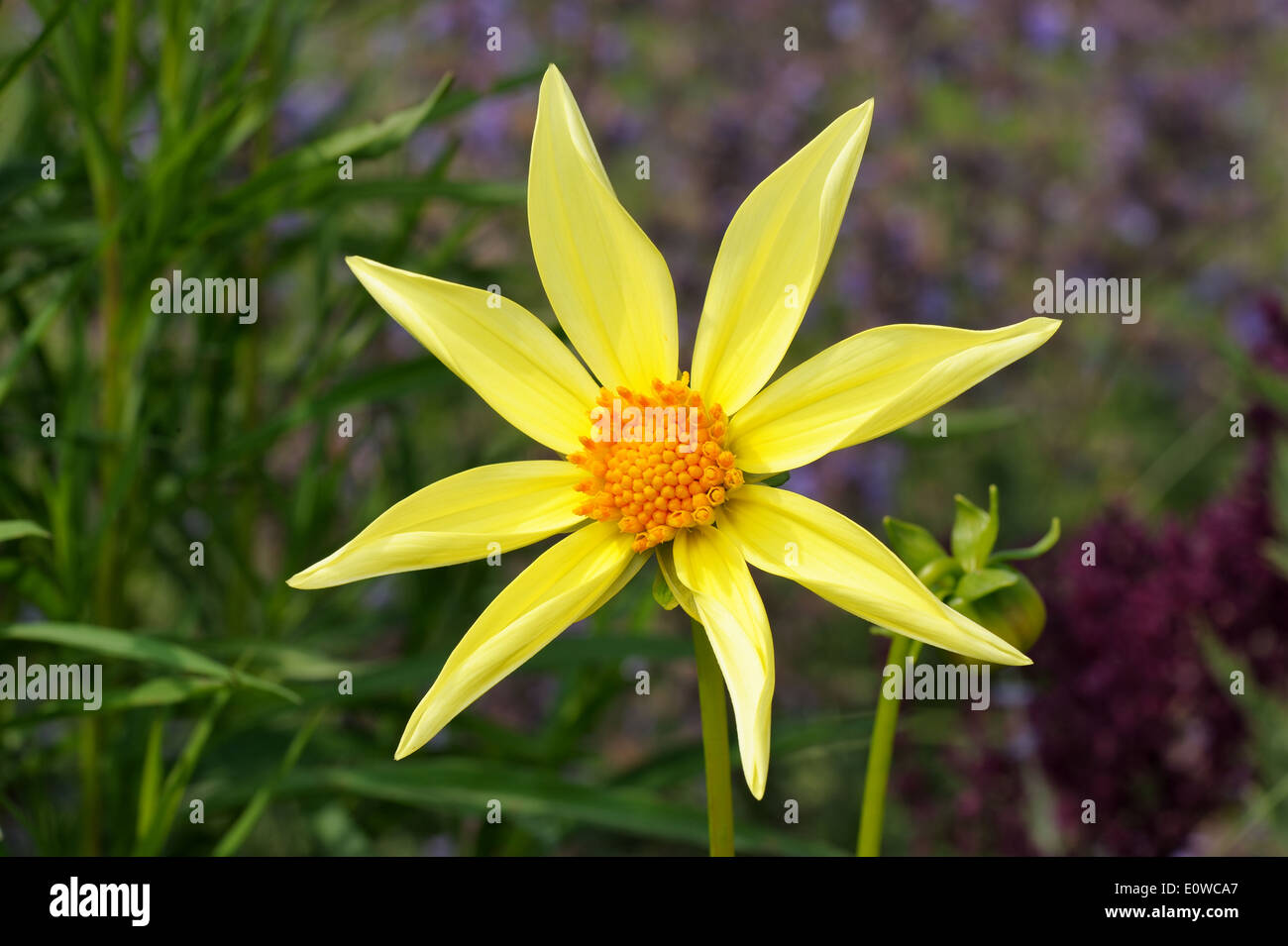 Tall dahlia plant with large flowers, variety Honka Stock Photo - Alamy