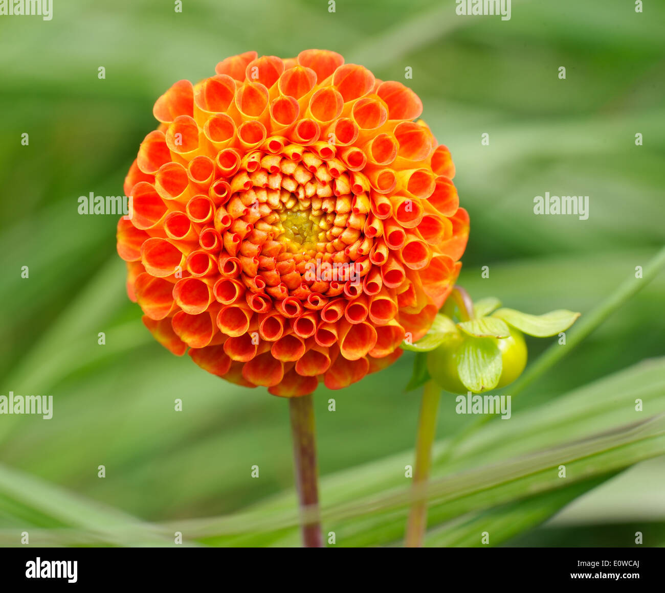 Ball shaped flower hi-res stock photography and images - Alamy