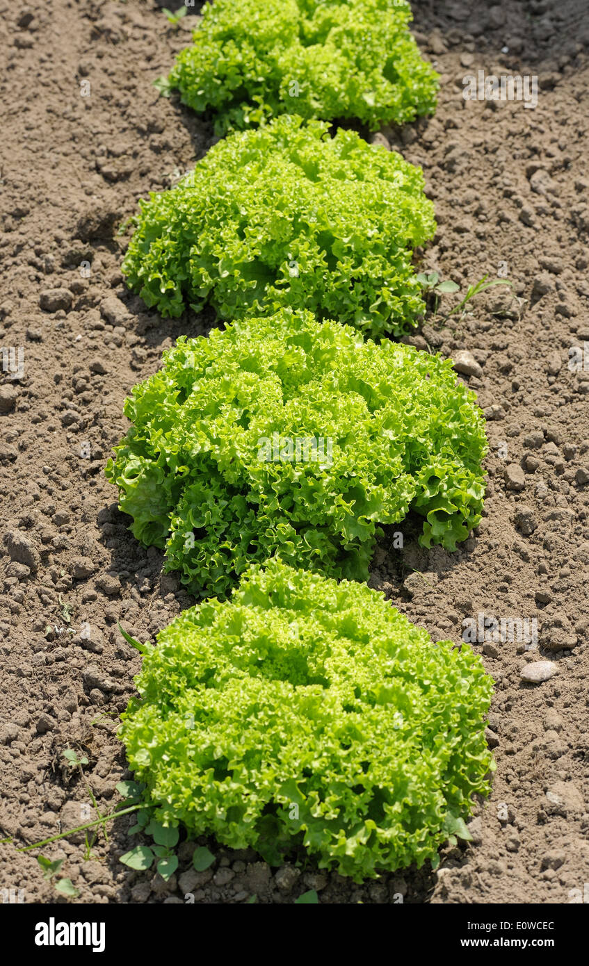 Lollo green lettuce hi-res stock photography and images - Alamy