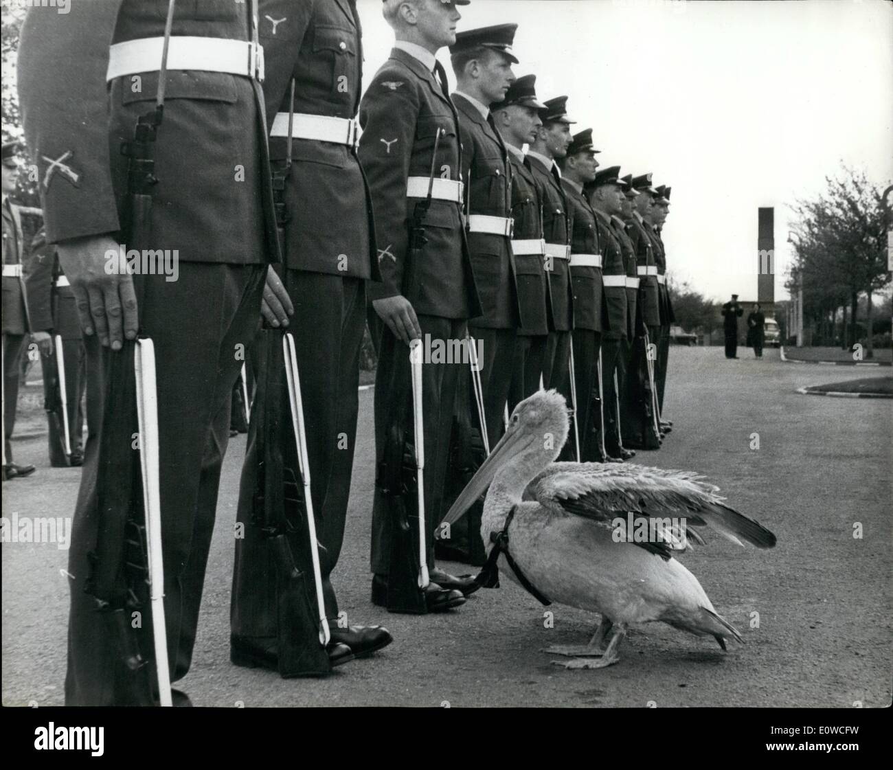 May 05, 1962 - A Non- Trip Bowtie for a Pelican: Patrick the Pelican ...
