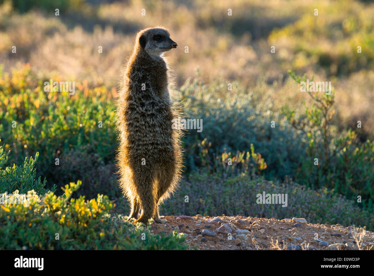 Meerkat (Suricata suricatta) in the morning light, Karoo semi-desert ...