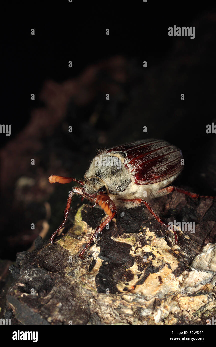 Cockchafer Beetle Maybug melolantha melolantha Irish beetles Ireland ...