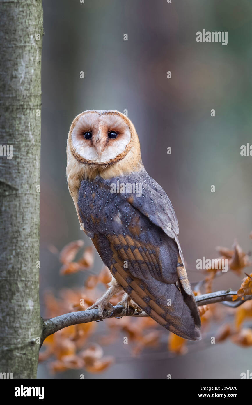 Barn Owl (Tyto alba). Adult perched in beech in autumn colours. Germany ...