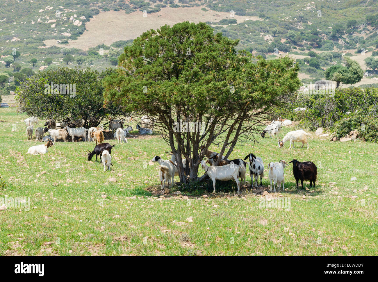 Goats (Capra) standing in the shade of cypress trees, Villasimius ...