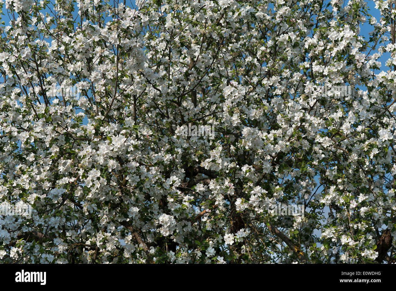 Apple tree in full bloom in spring hi-res stock photography and images ...