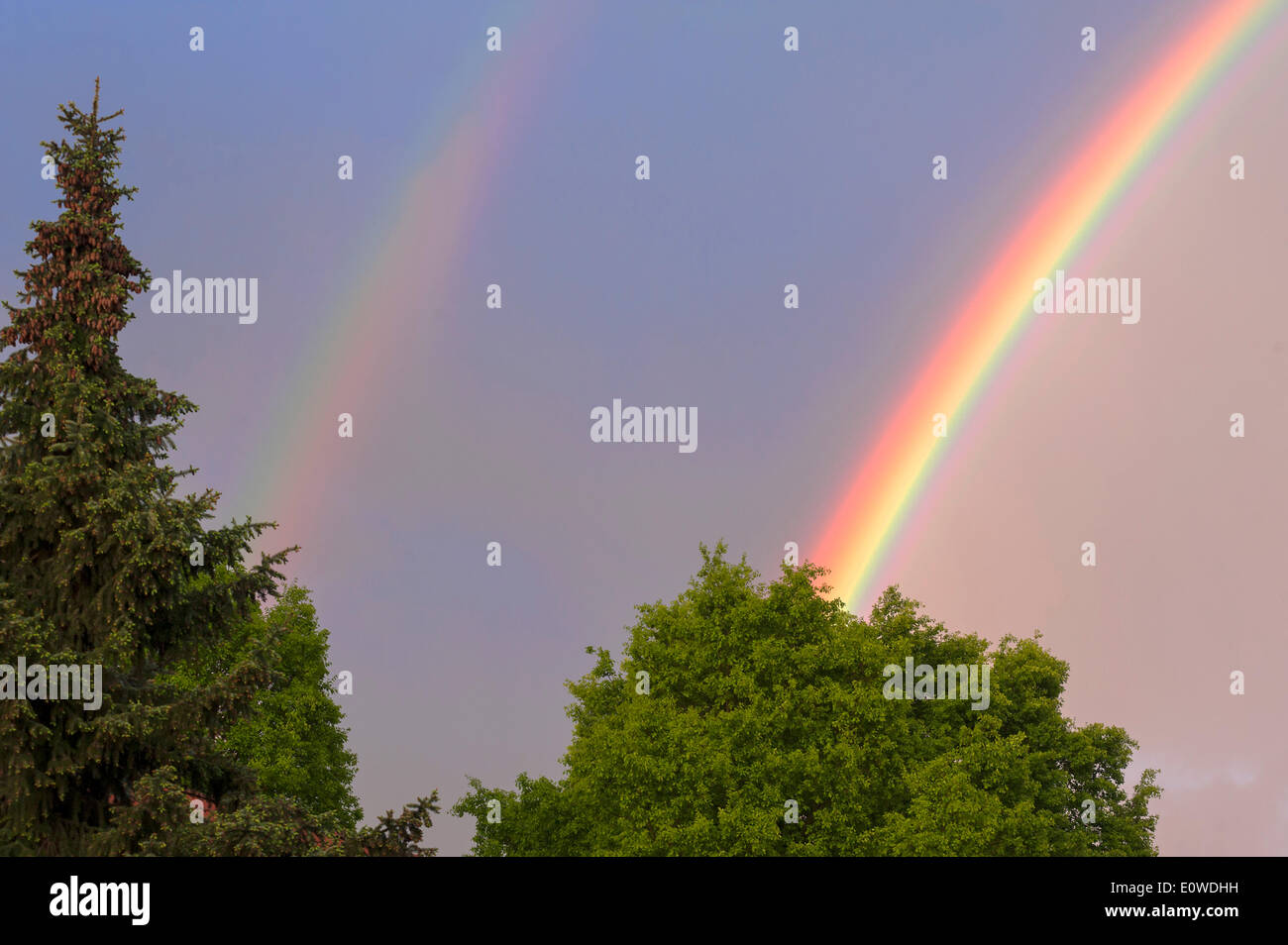 Double rainbow, partial view, with trees, Bavaria, Germany Stock Photo ...