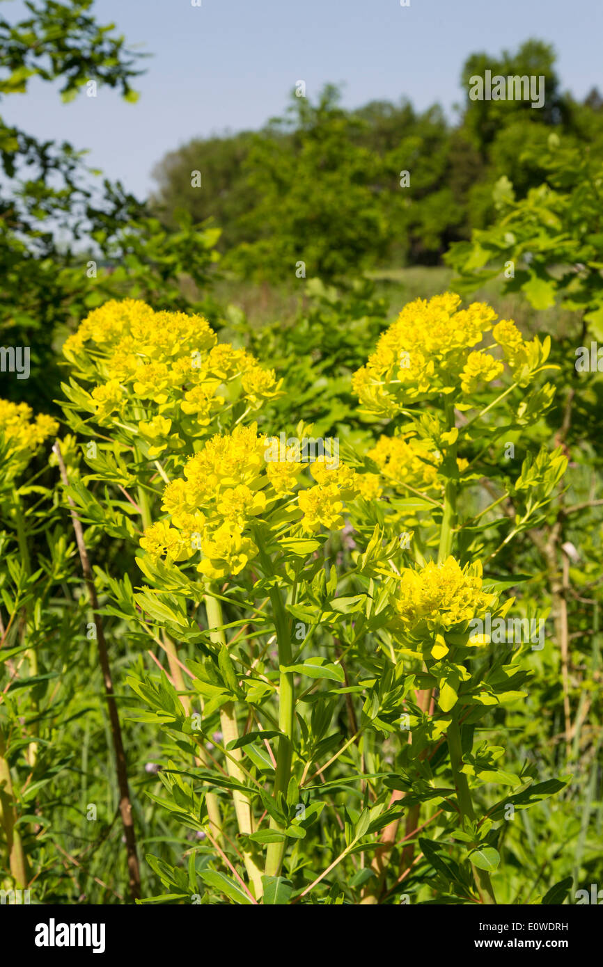 Marsh Spurge (Euphorbia palustris), flowering plant. Germany Stock ...