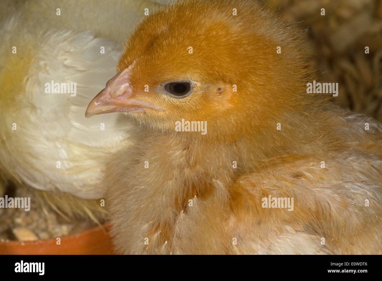 week old hyline chick Stock Photo - Alamy