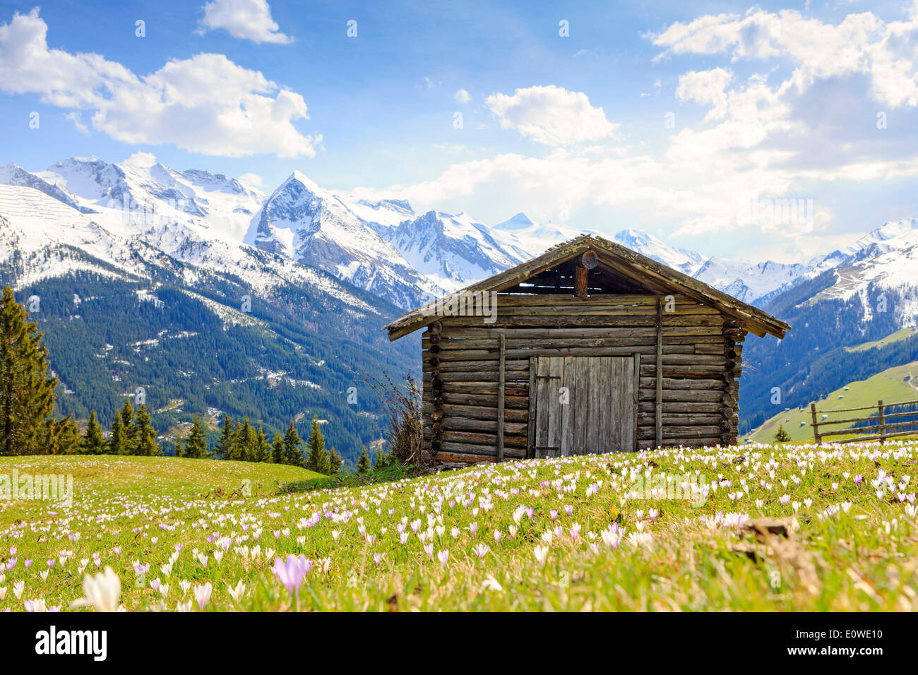 Old barn in a meadow of crocuses, the Zillertal Alps at the back ...