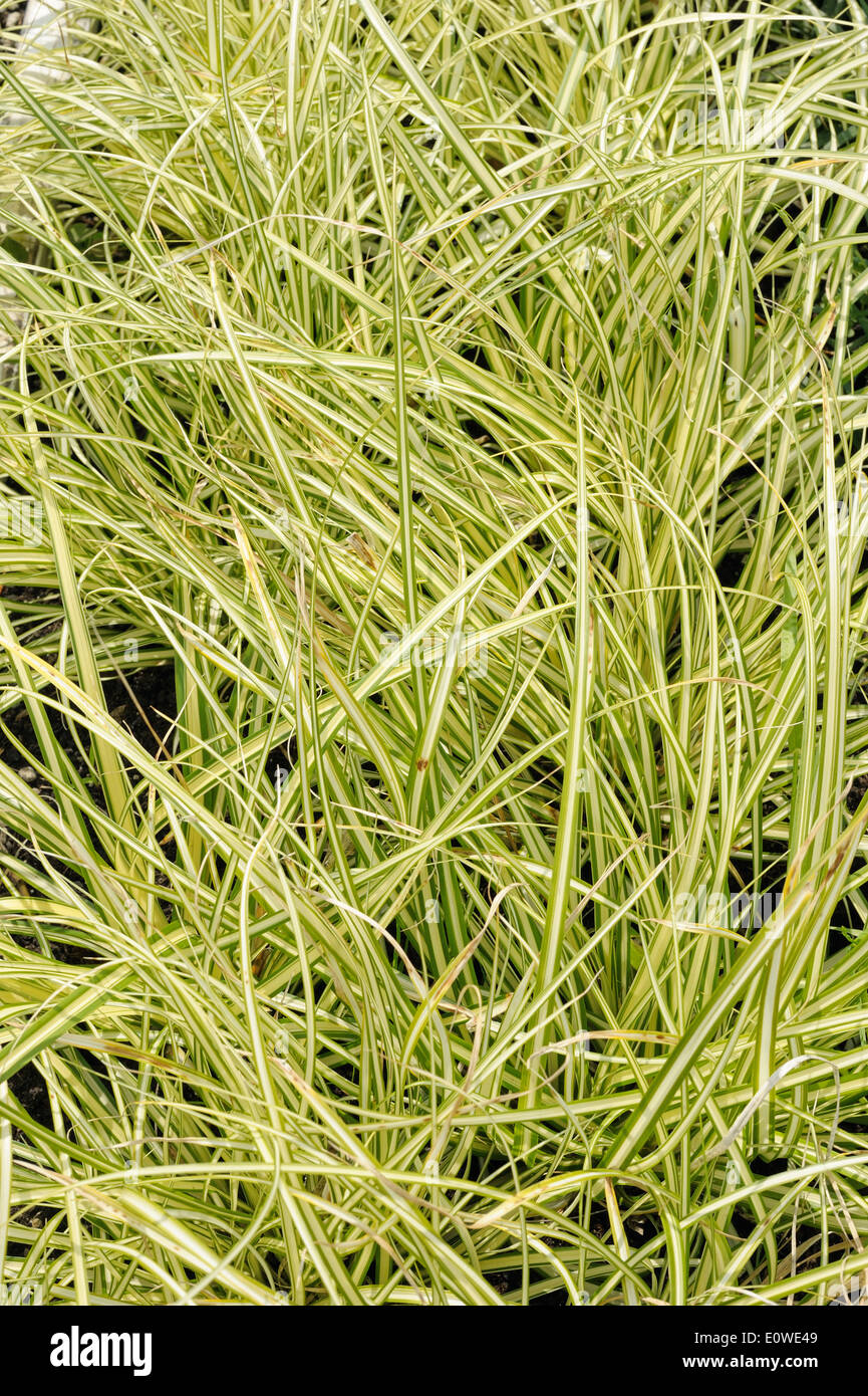 Carex evergold hi-res stock photography and images - Alamy