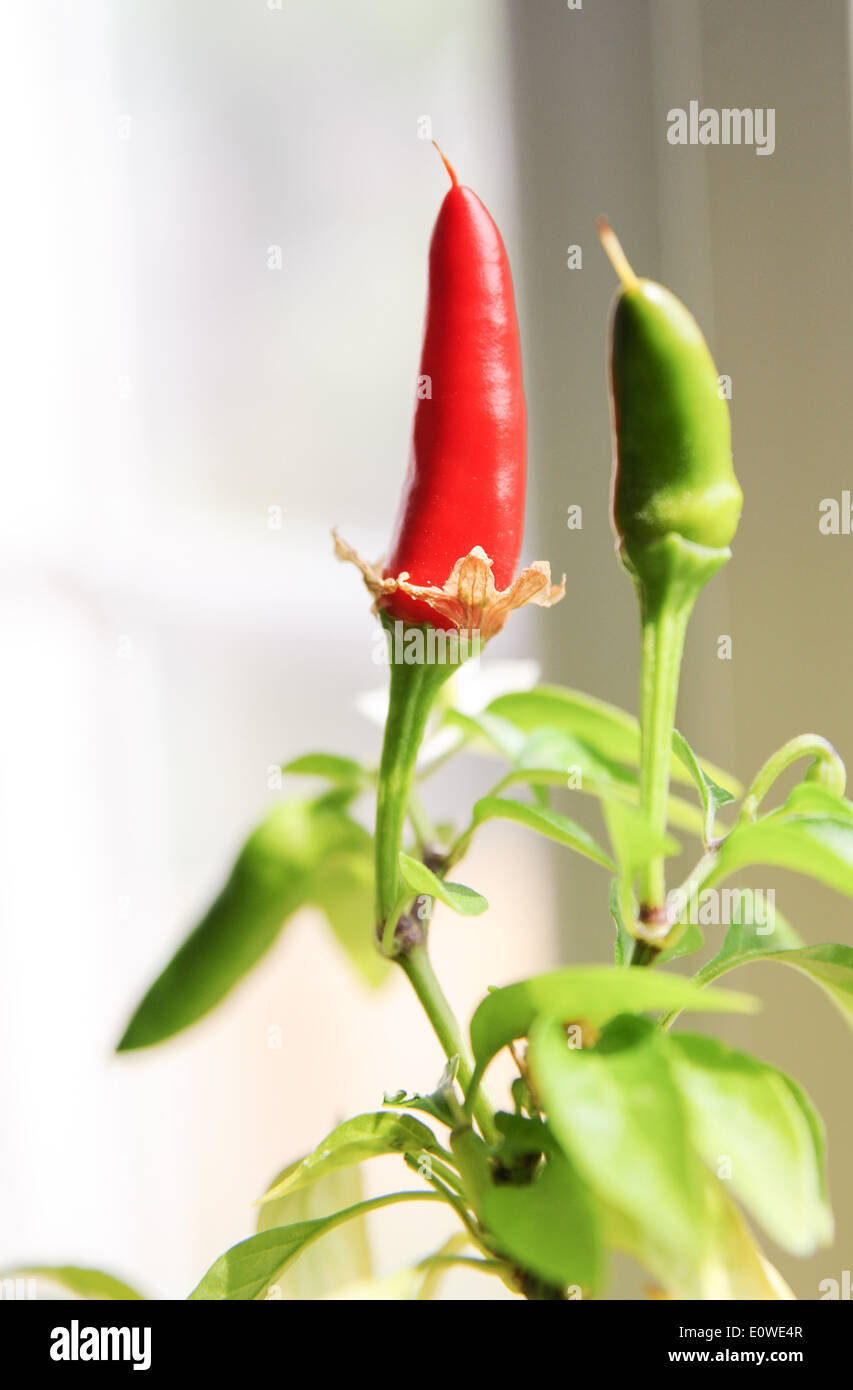 Chilli plant with red and green chillies ripening on a windowsill UK ...