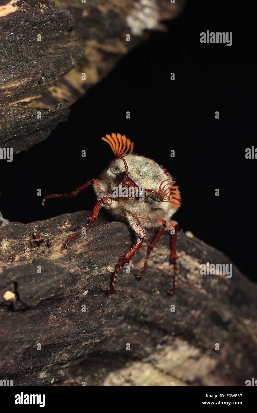 Cockchafer Beetle Maybug melolantha melolantha Irish beetles Ireland ...