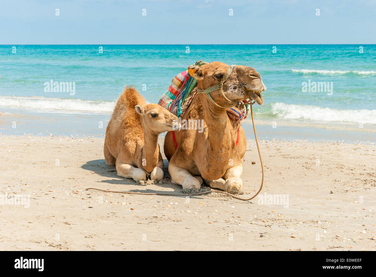 Two Camels Sitting on the Beach Stock Photo - Alamy
