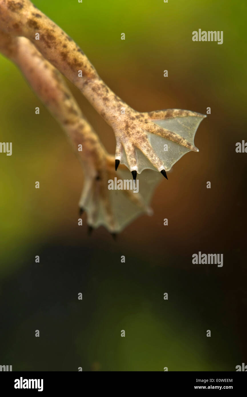 Western Clawed Frog (Xenopus tropicalis), detail of hind feet Stock ...