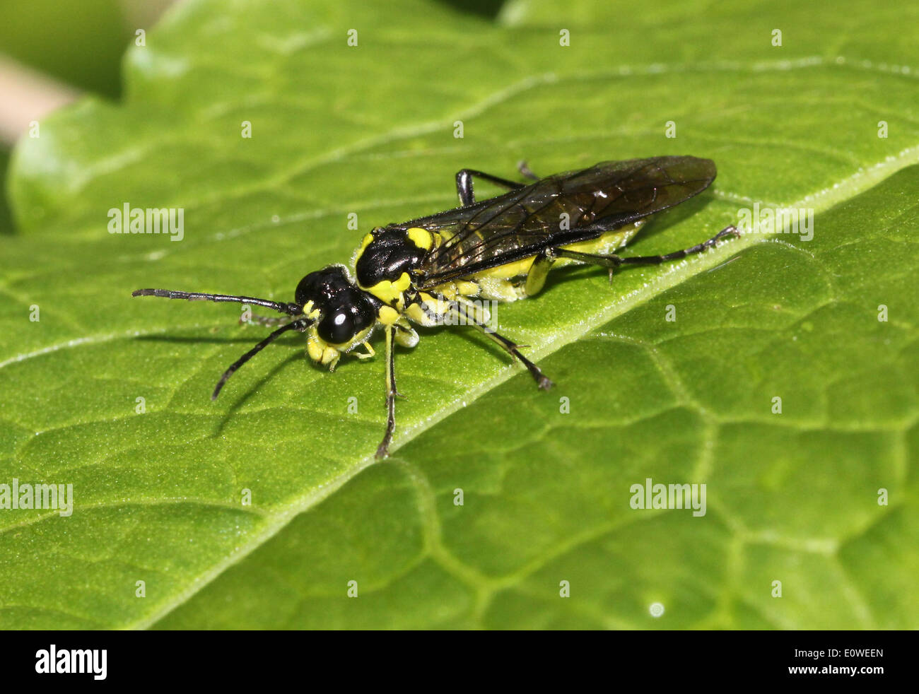 Green sawfly rhogogaster viridis hi-res stock photography and images ...