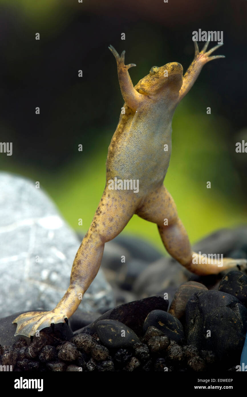 Western Clawed Frog (Xenopus tropicalis) under water Stock Photo - Alamy