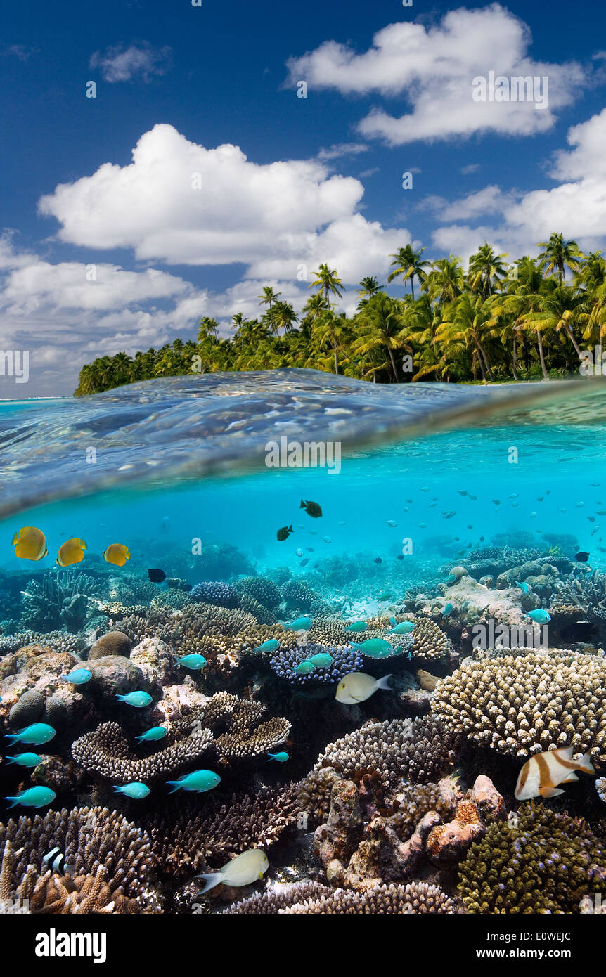 A coral reef in a tropical lagoon at Aitutaki in the Cook Islands in ...