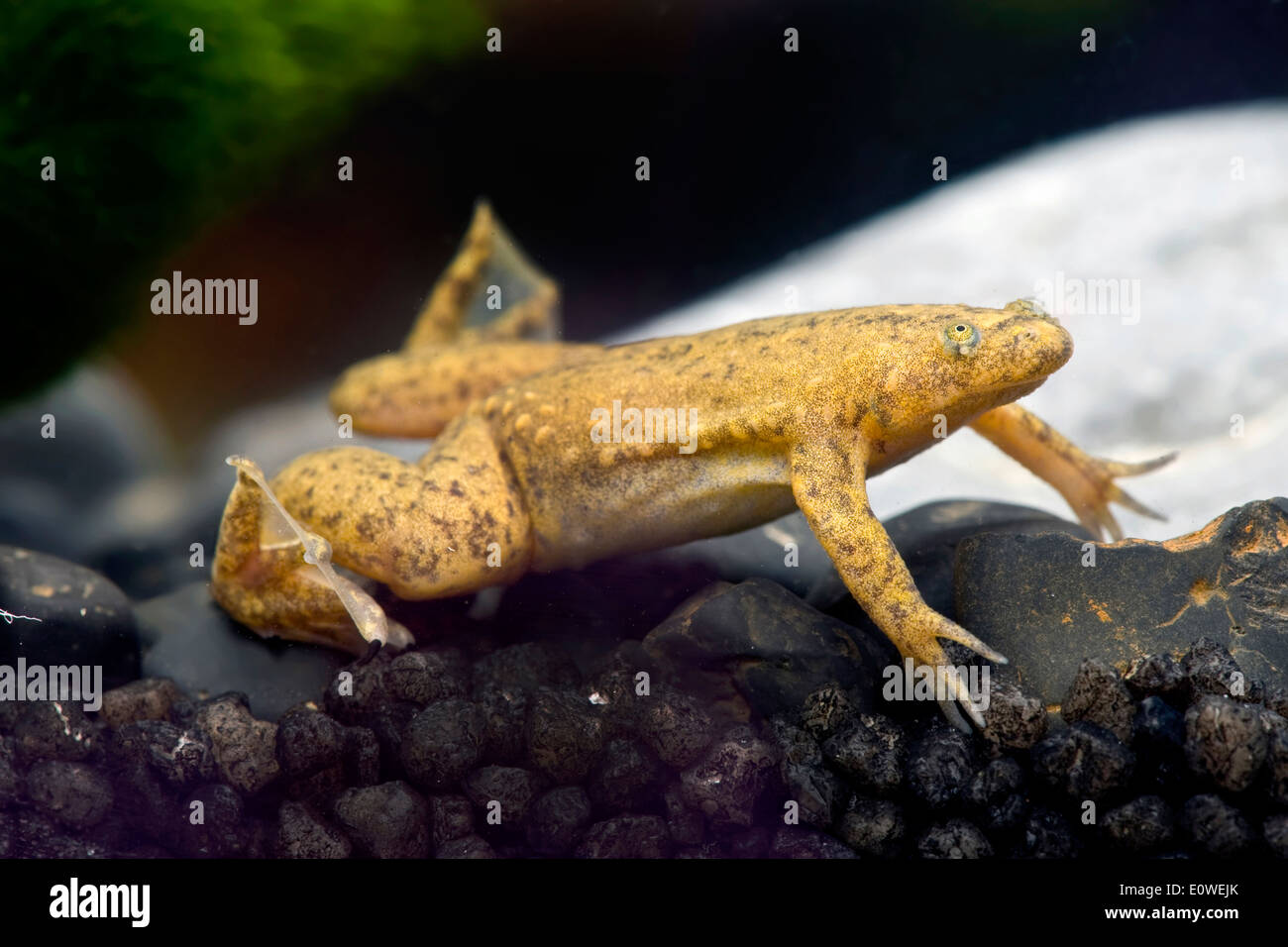Western Clawed Frog (Xenopus tropicalis) under water Stock Photo - Alamy
