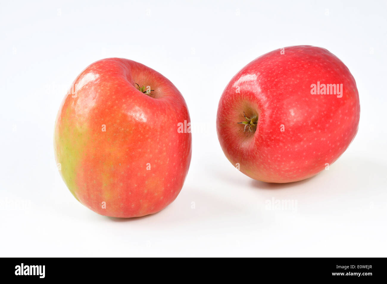 Domestic Apple (Malus domestica), variety: Cripps Pink. Two apples ...