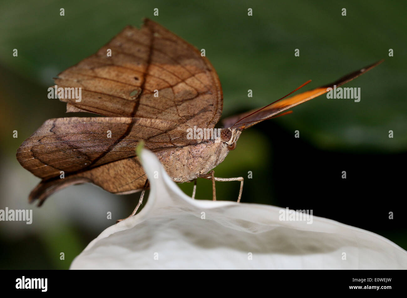Asian Orange Oakleaf or Indian Dead Leaf Butterfly (Kallima inachus ...
