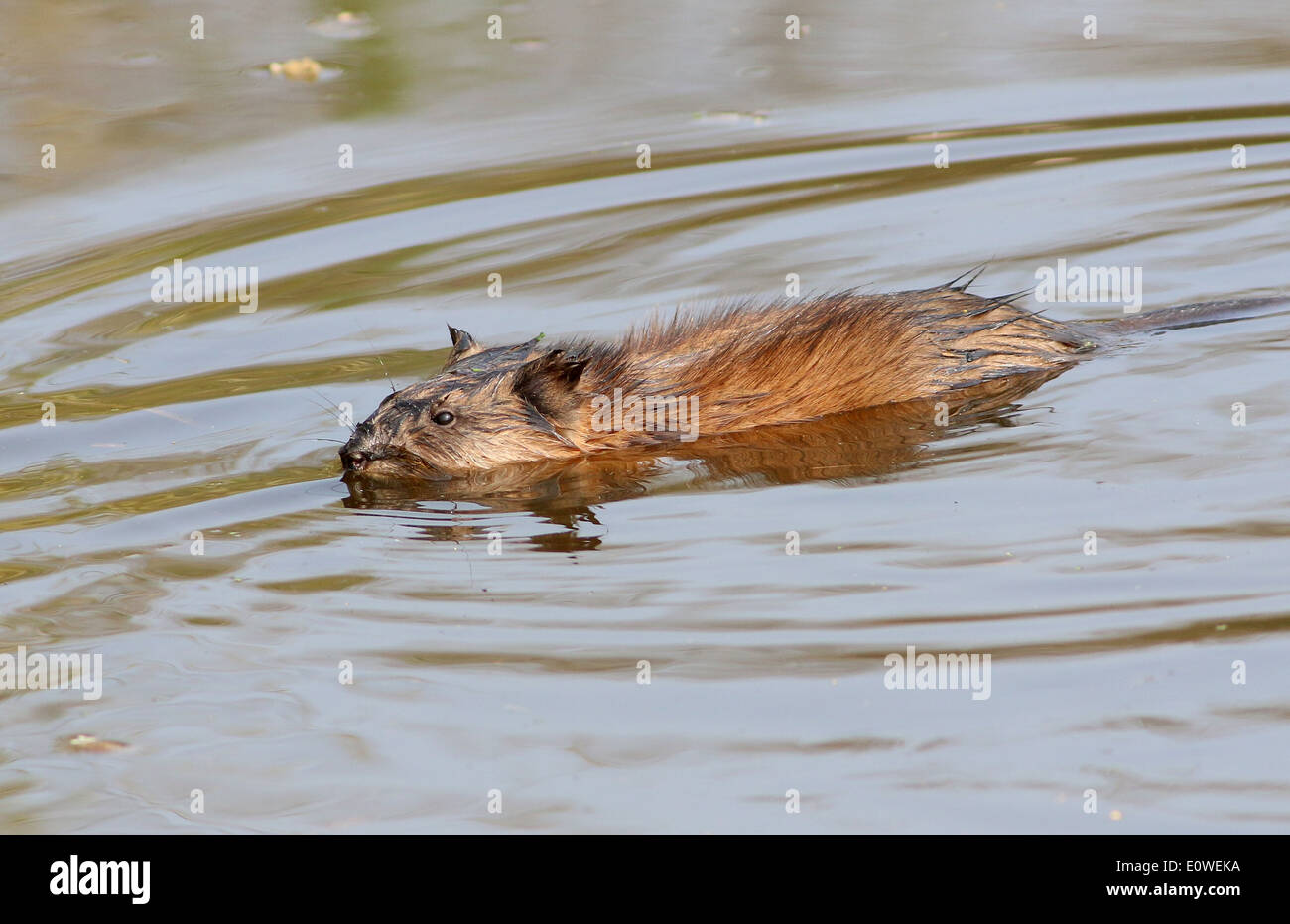 Close-up of a Muskrat (Ondatra zibethicus) swimming Stock Photo - Alamy