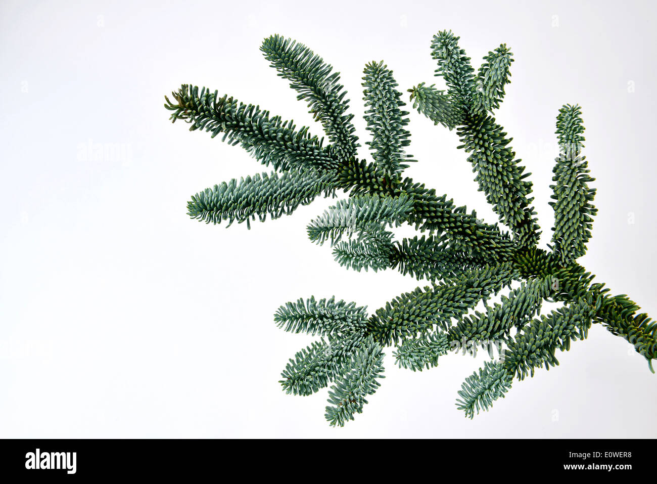 Noble Fir (Abies procera, Abies nobilis), twig. Studio shot against a ...