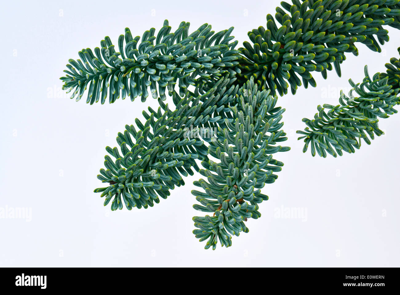 Noble Fir (Abies procera, Abies nobilis), twig. Studio shot against a ...