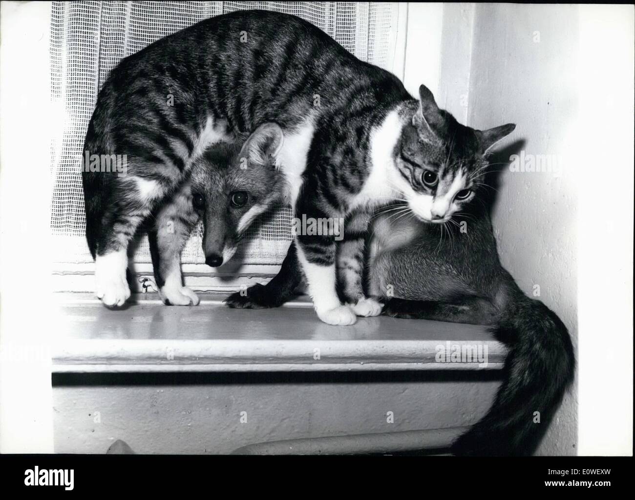 Cat berlin hi-res stock photography and images - Alamy