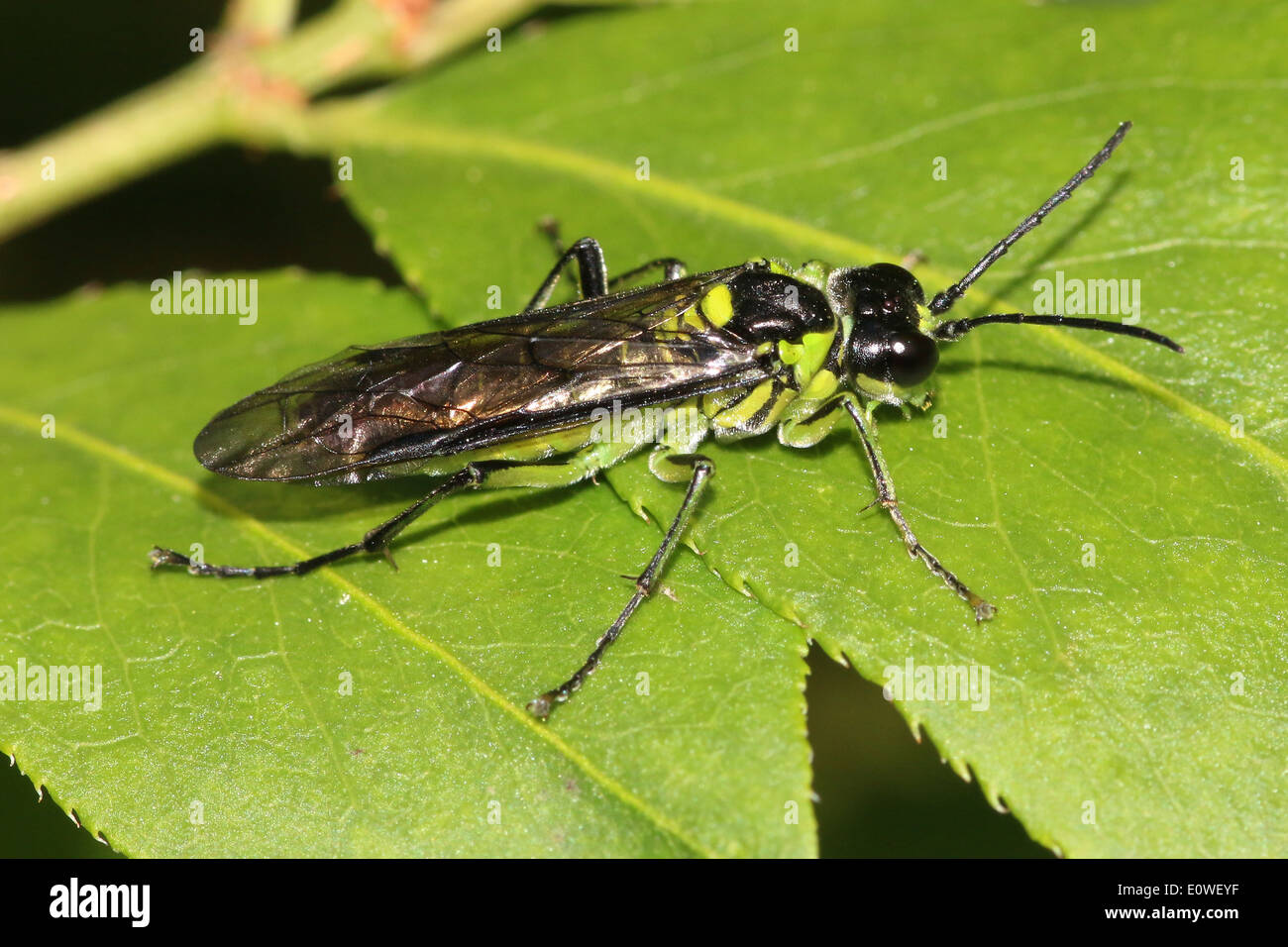 Rhogogaster viridis, a large and fairly common green sawfly Stock Photo ...