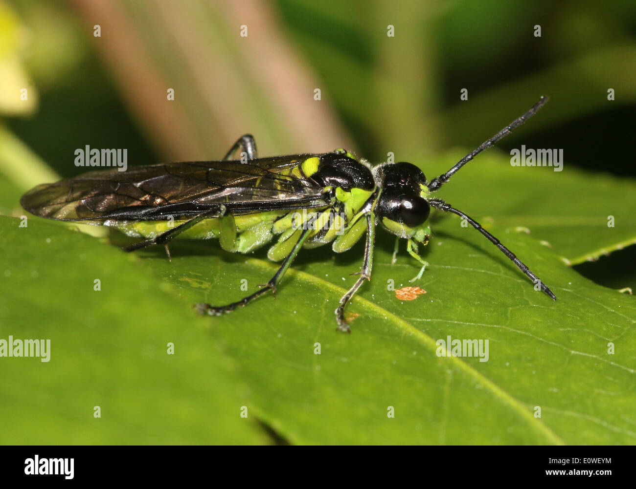 Rhogogaster viridis, a large and fairly common green sawfly Stock Photo ...