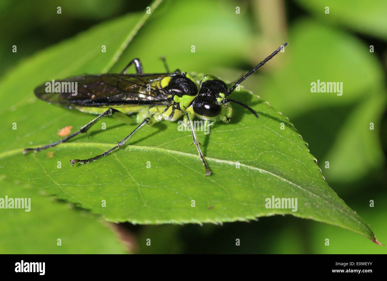 Rhogogaster viridis, a large and fairly common green sawfly Stock Photo ...