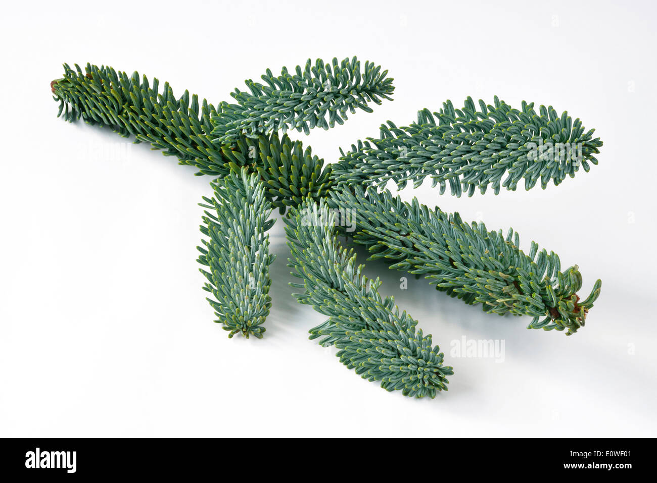 Noble Fir (Abies procera, Abies nobilis), twig. Studio shot against a ...