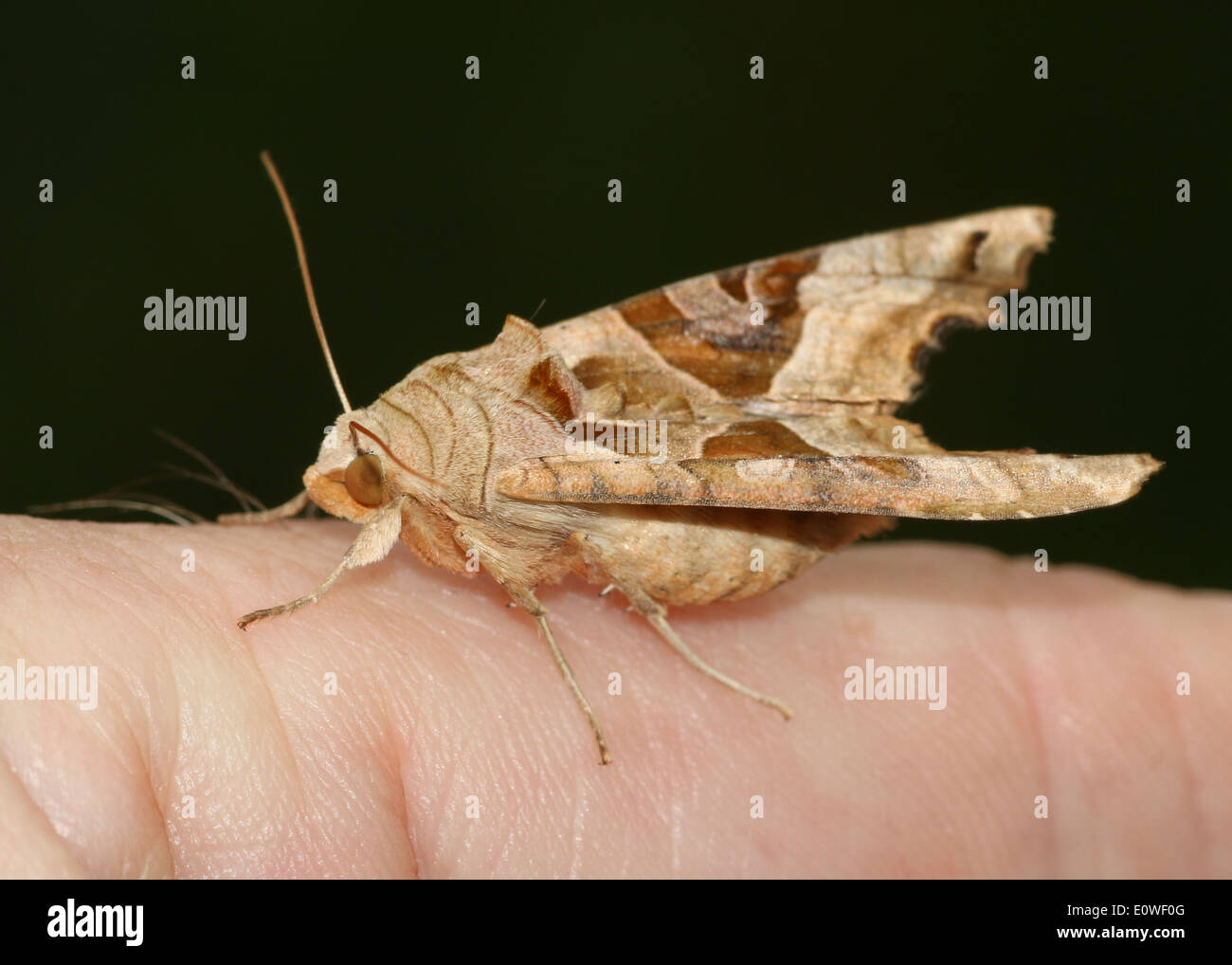 Angle Shades moth (Phlogophora meticulosa) posing on my hand Stock ...