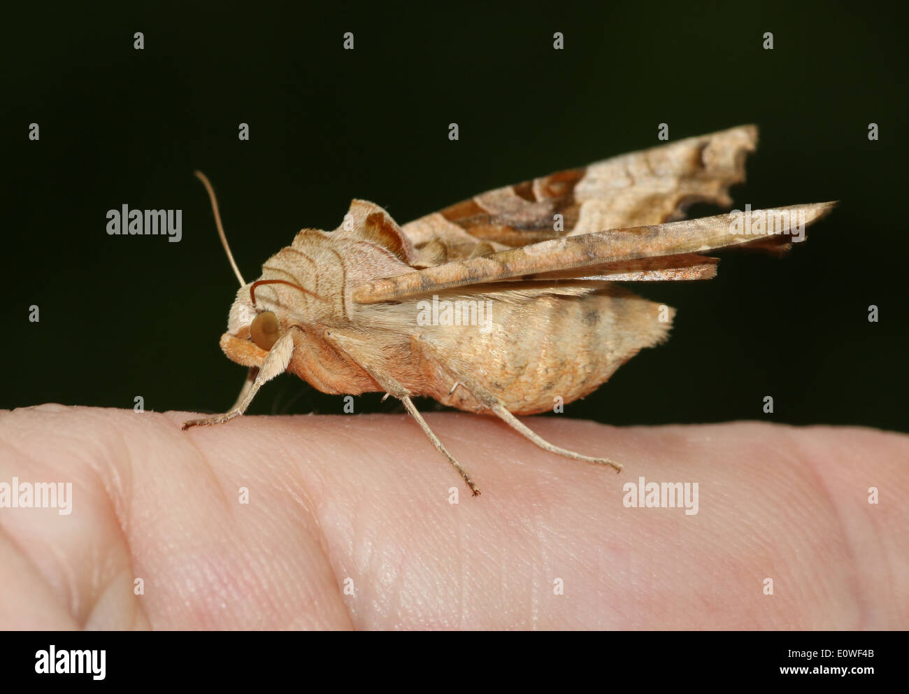 Angle Shades moth (Phlogophora meticulosa) posing on my finger Stock ...