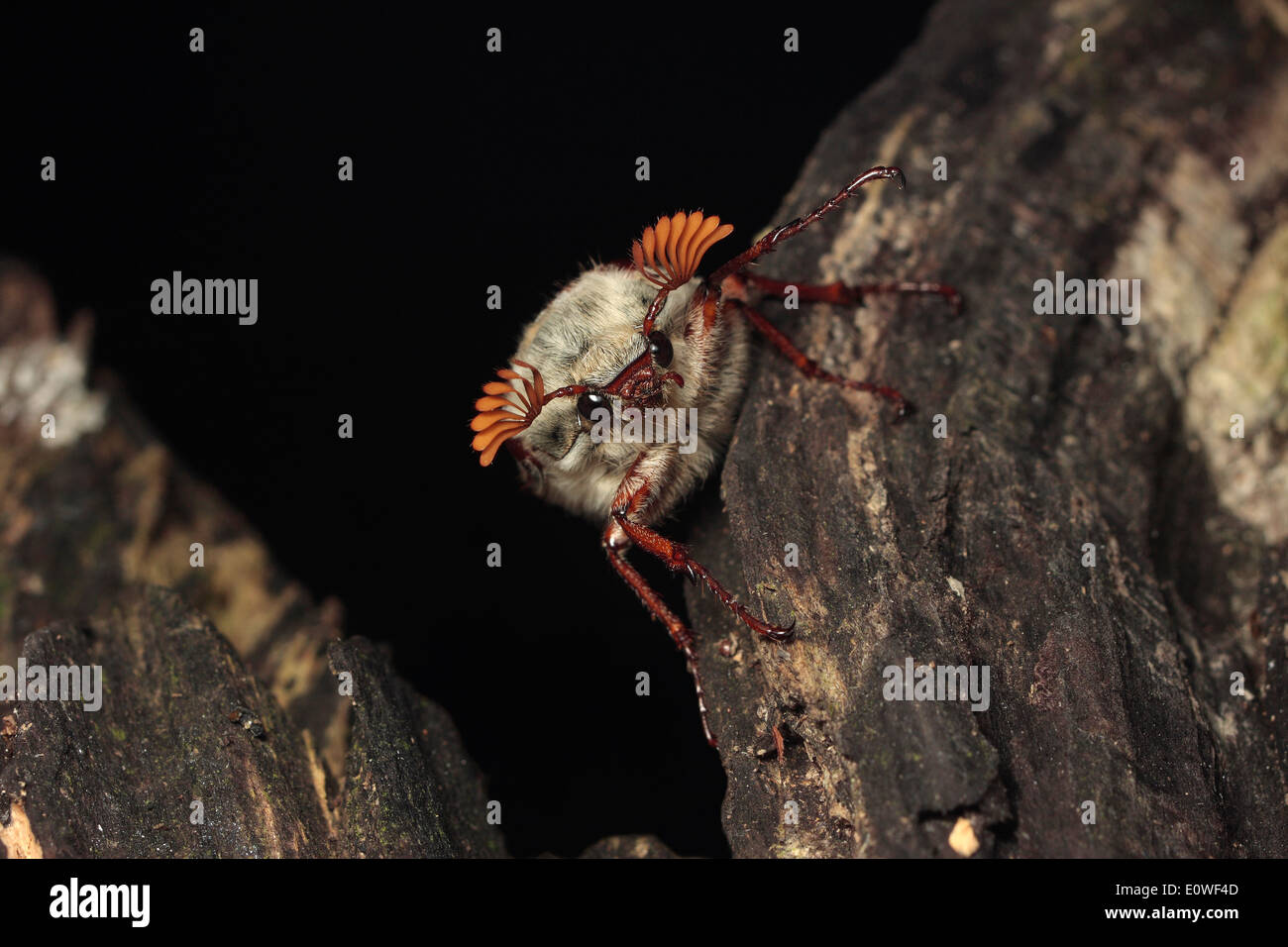 Cockchafer Beetle Maybug melolantha melolantha Irish beetles Ireland ...