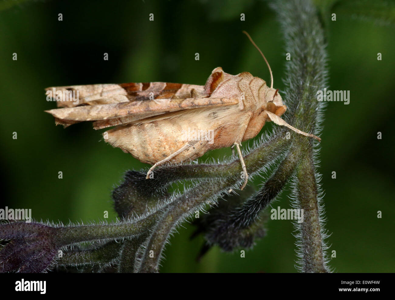 Angle shades moth hi-res stock photography and images - Alamy