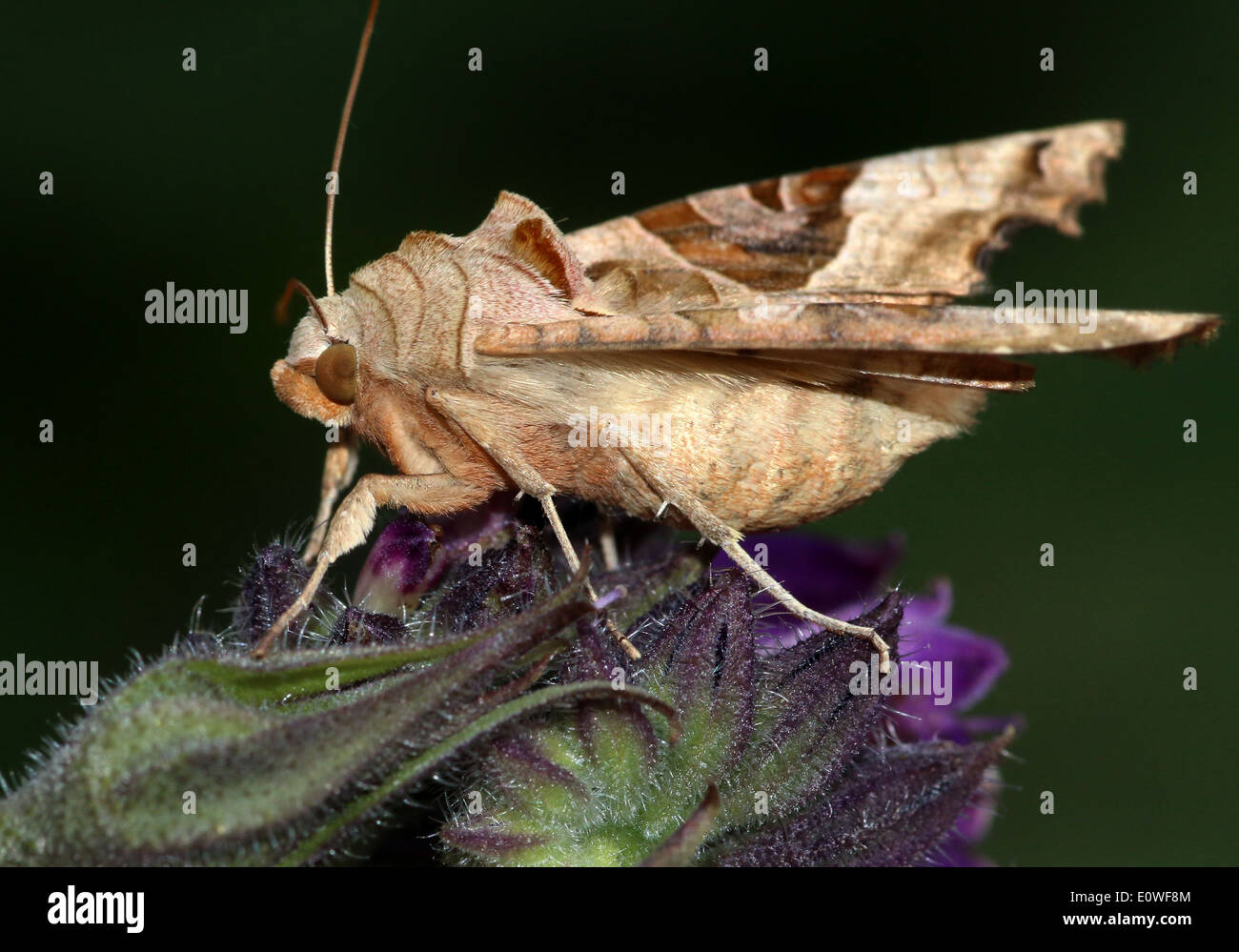 Angle Shades moth (Phlogophora meticulosa) in profile and posing on a ...