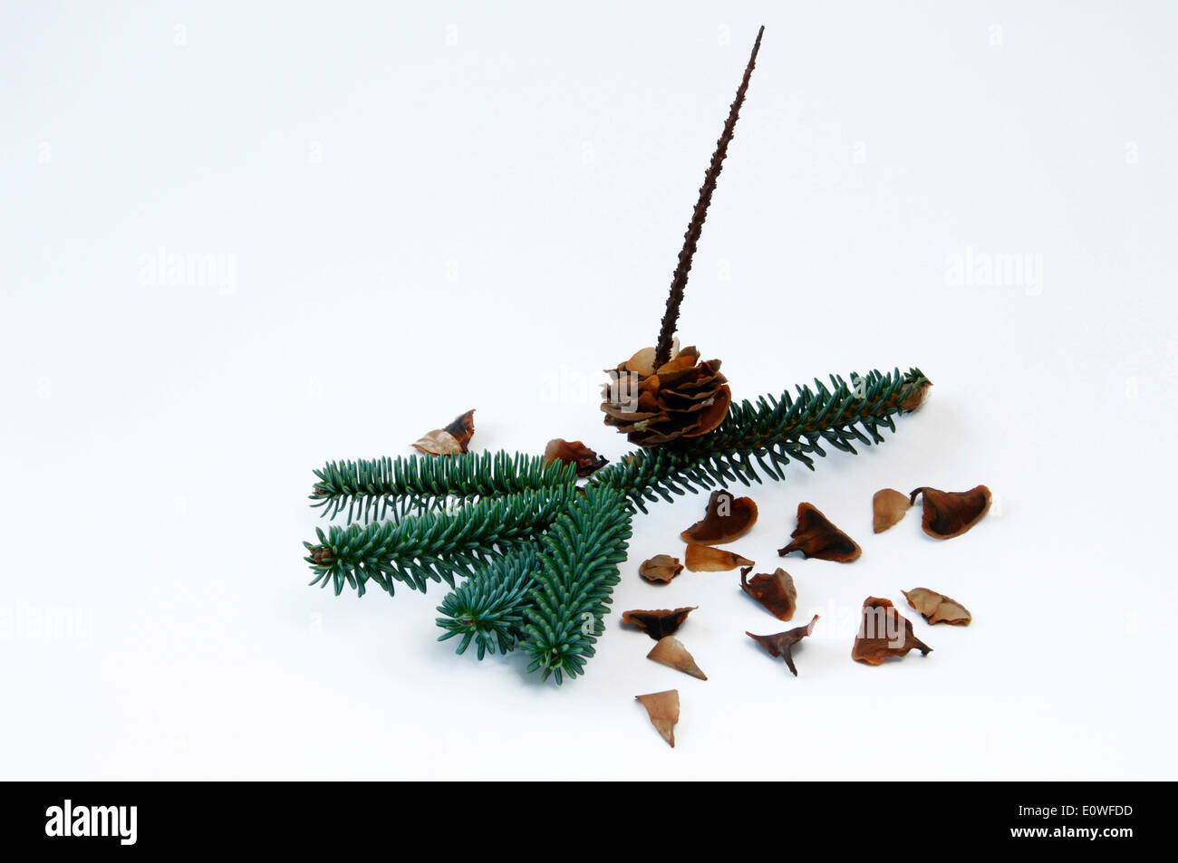 Spanish Fir (Abies pinsapo). Disintegrated cone on a twig. Spain ...