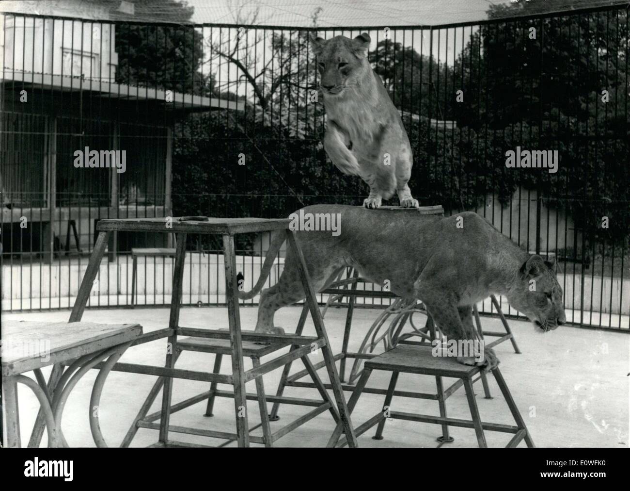 Aug. 21, 1962 - Two Jim Frey Lions in Circus Act at Zoological Gardens ...