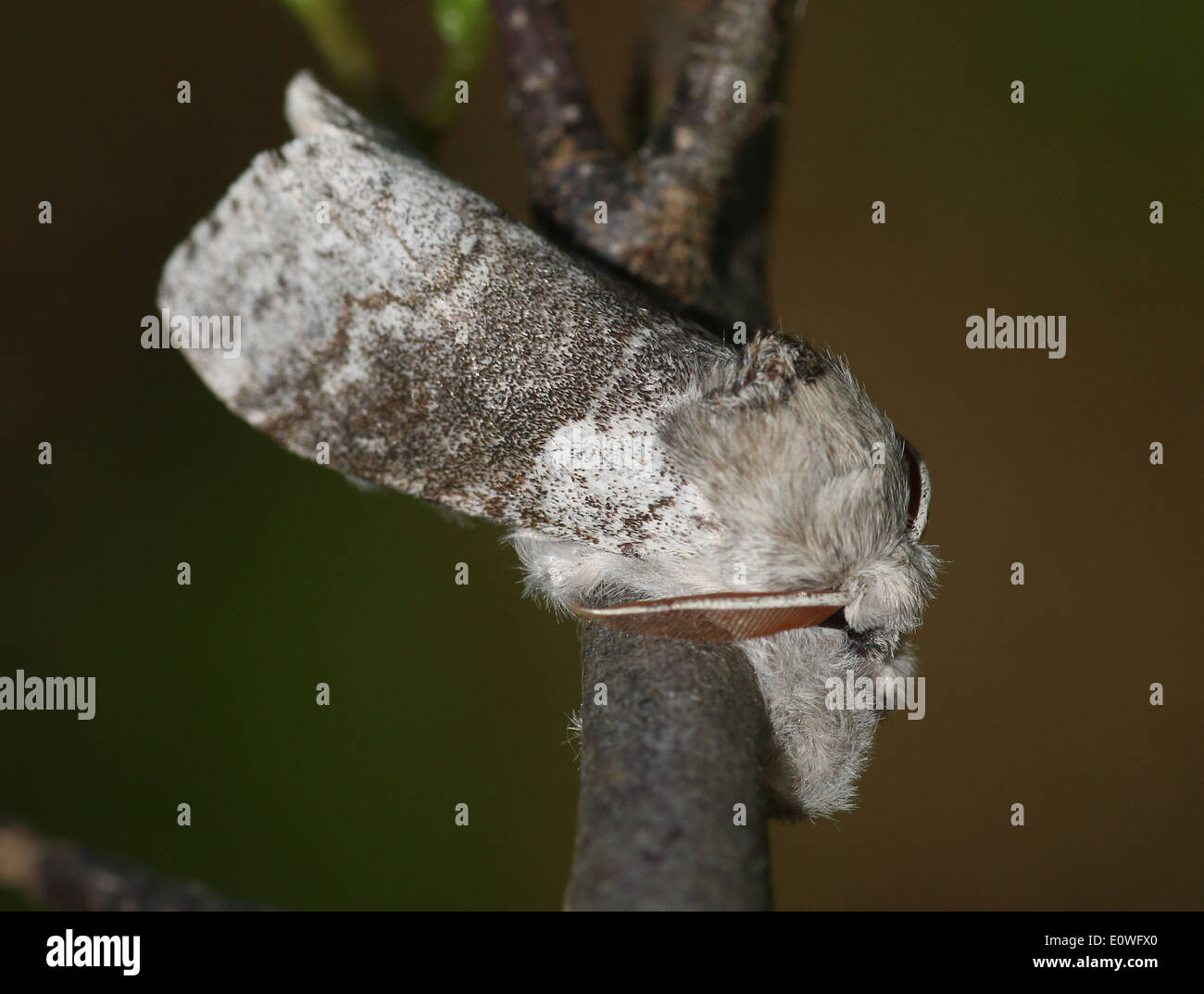 Male Pale Tussock moth (Calliteara pudibunda Stock Photo - Alamy