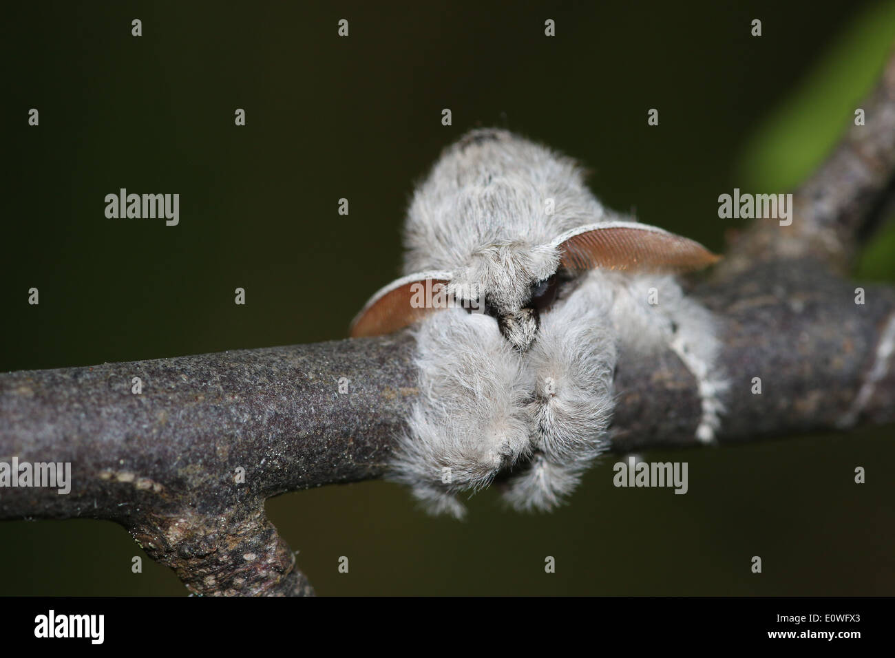 Male Pale Tussock moth (Calliteara pudibunda Stock Photo - Alamy