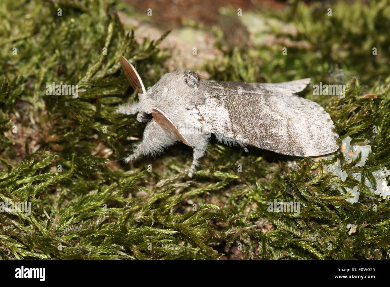 Male Pale Tussock moth (Calliteara pudibunda Stock Photo - Alamy