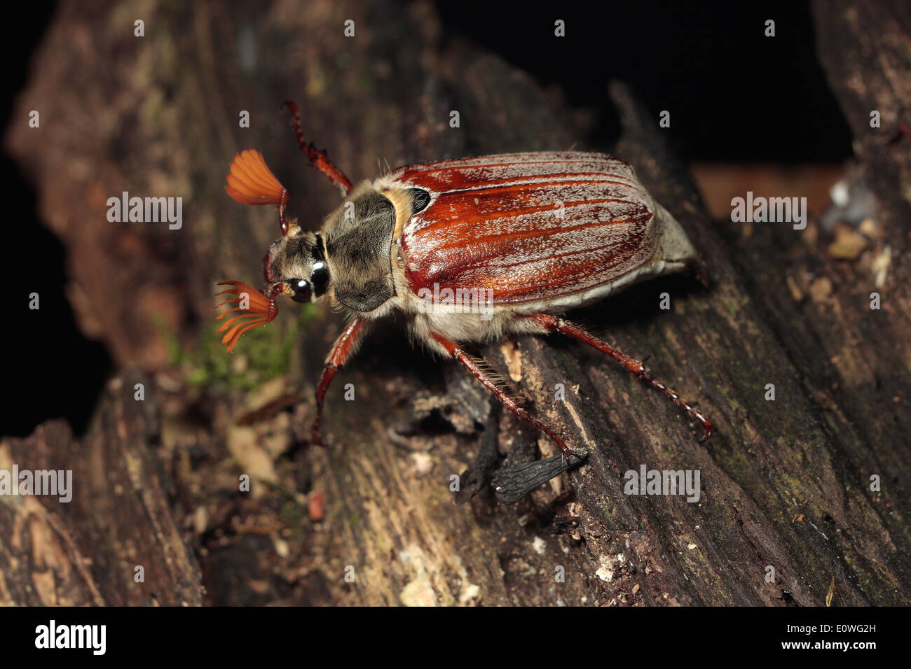 Cockchafer Beetle Maybug melolantha melolantha Irish beetles Ireland ...