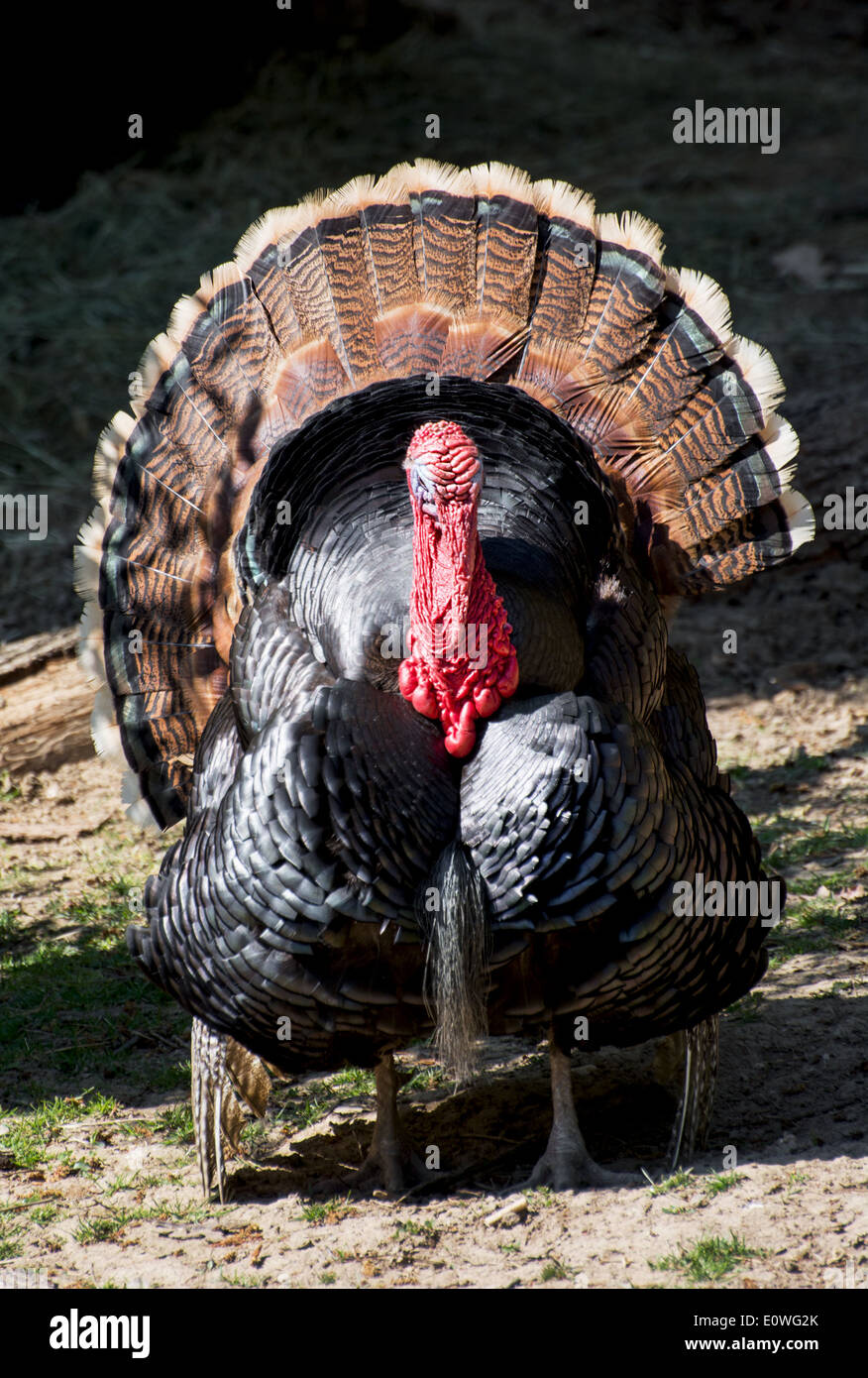 Turkey turkeys head portrait hi-res stock photography and images - Alamy