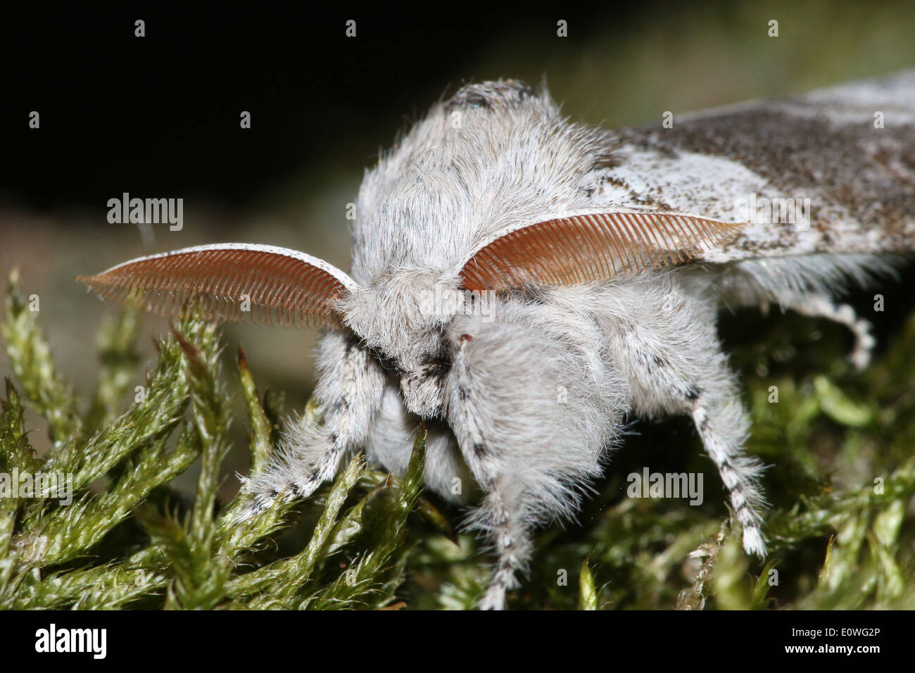 Male Pale Tussock moth (Calliteara pudibunda Stock Photo - Alamy