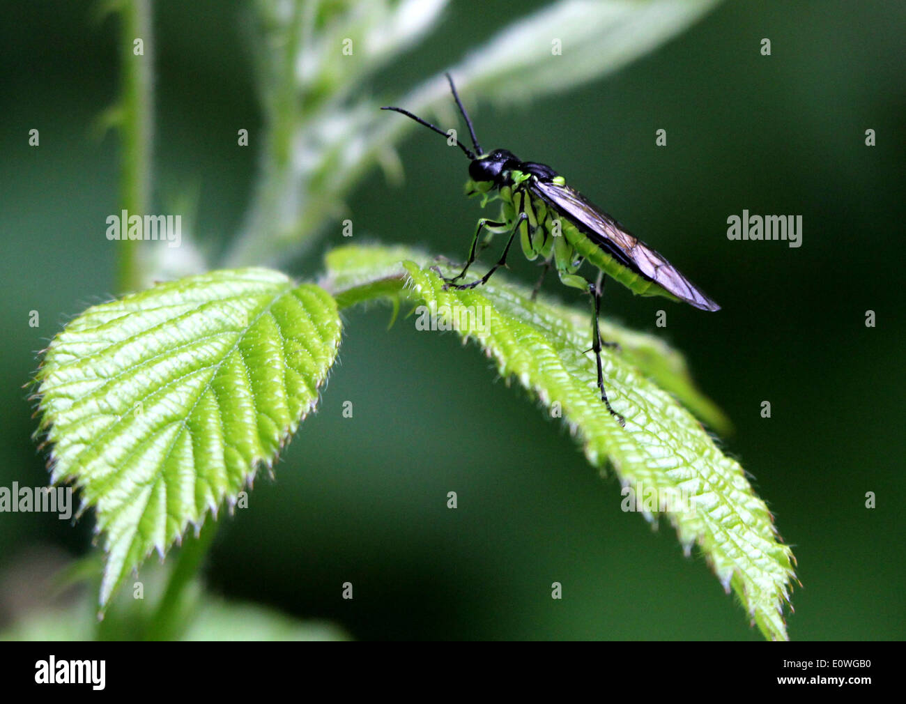 Rhogogaster viridis, a large and fairly common green sawfly Stock Photo ...