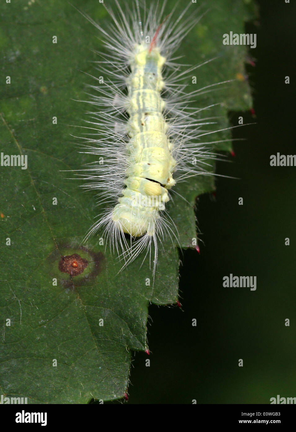 Caterpillar of the Pale Tussock moth (Calliteara pudibunda Stock Photo ...